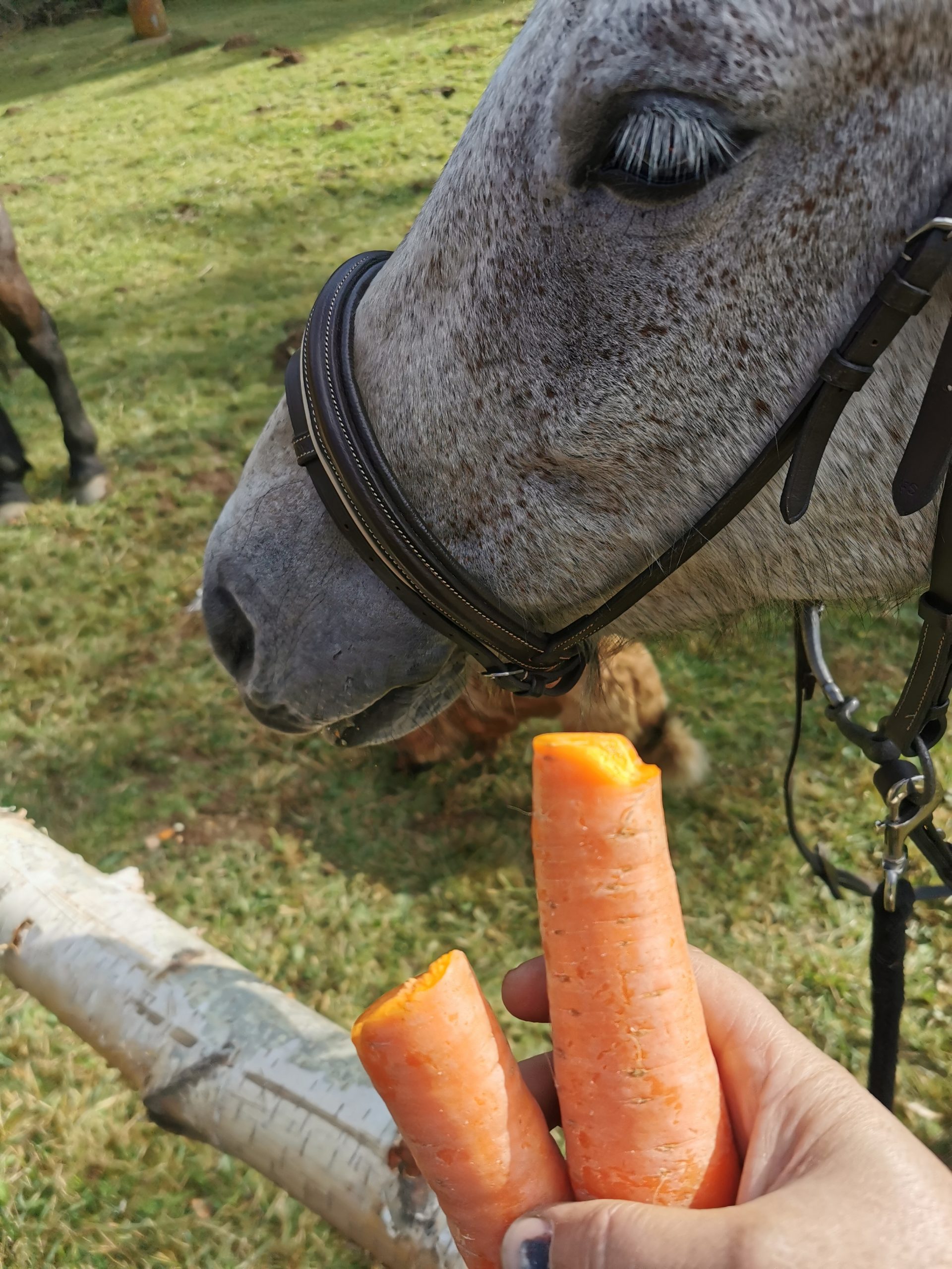 Călărie și activități cu cai - de Șirnea Experience